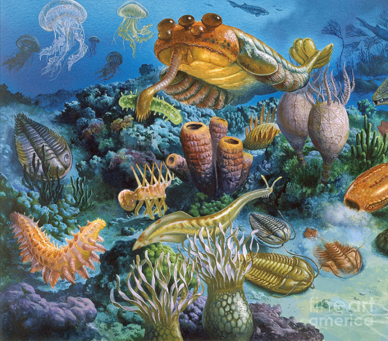 캄브리아기 2cm 바다 약탈자! 하벨리아 옵타타! : 네이버 블로그