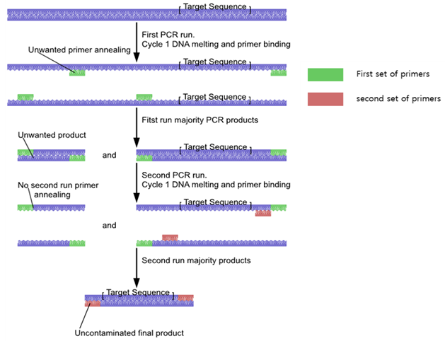 Nested PCR : 네이버 블로그