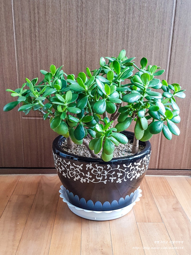 다육식물 염좌 키우기 겨울 생장형 다육식물 염좌crassula 크라슐라 월동 네이버 블로그