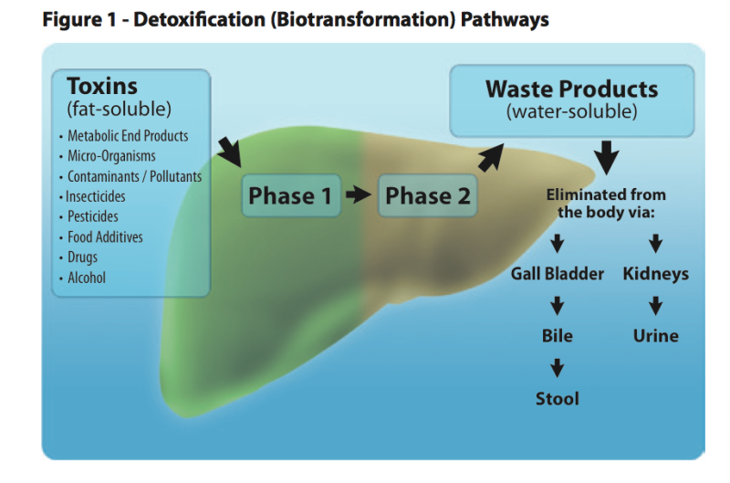 약리학Pharmacokinetics(PK,약동학)4편 : 대사(Drug metabolism) : 네이버 블로그