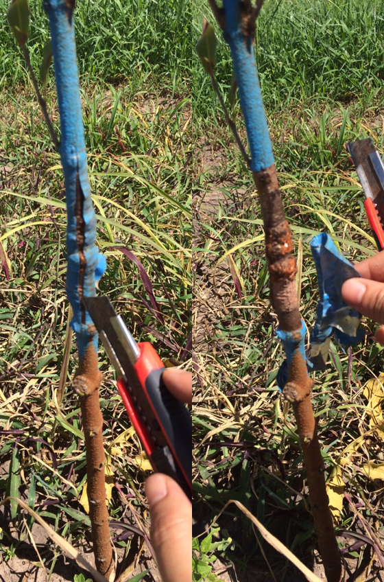 번다버그 농장, 마토팜, 마카다미아 프루닝 (Bundaberg Martos Farm Macadamia Pruning) : 네이버 블로그