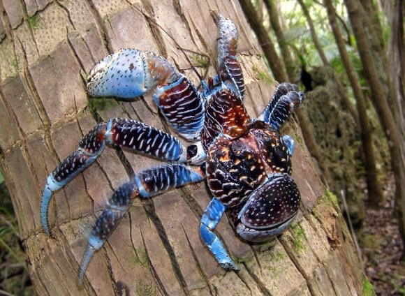코코넛크랩(coconut crab)[Birgus latro] : 네이버 블로그