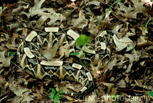 가분바이퍼(Gaboon viper)[Bitis gabonica] : 네이버 블로그
