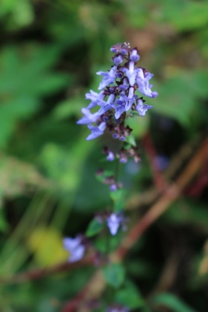 자주방아풀(꿀풀과) Isodon serra (Maxim.) Kudo : 네이버 블로그