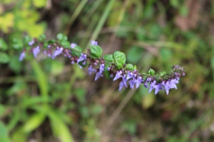 자주방아풀(꿀풀과) Isodon serra (Maxim.) Kudo : 네이버 블로그