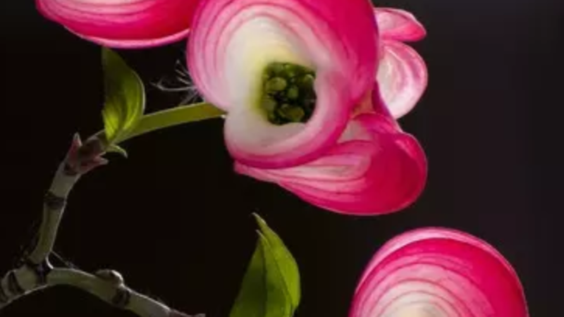 어떻게 실행할 것인가(프로세스 계층도/Mega Process) : 네이버 블로그