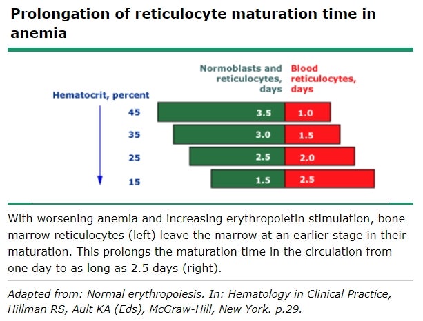 Reticulocyte maturation time (RMT) : 네이버 블로그