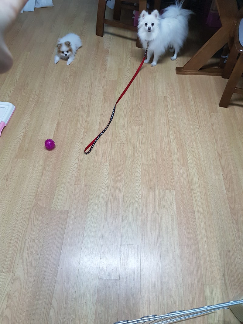 강아지 방문훈련과 애견 훈련소의 차이 및 장단점 네이버 블로그