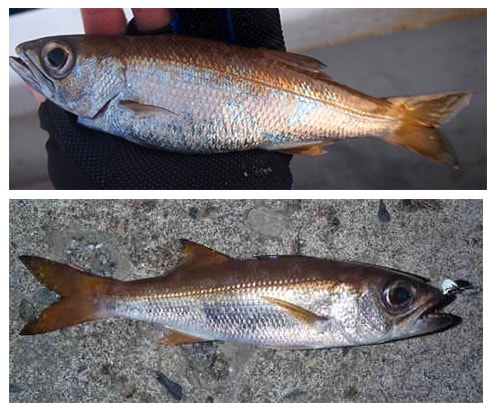 게르치 Gnomefish : 네이버 블로그