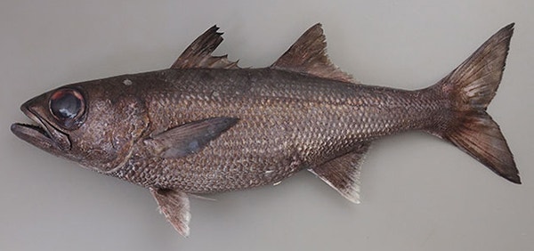 게르치 Gnomefish : 네이버 블로그