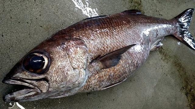 게르치 Gnomefish : 네이버 블로그