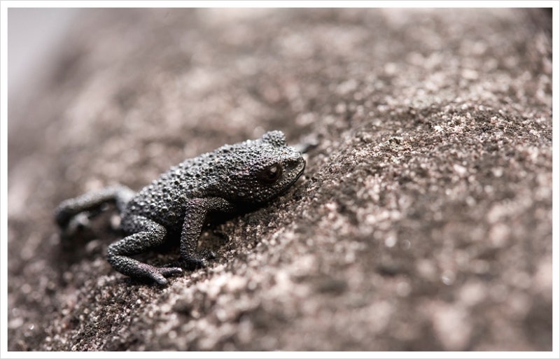 신기하고 희귀한 개구리 TOP10 : 네이버 블로그