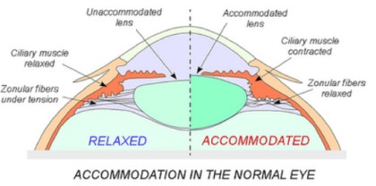 ciliary muscle function