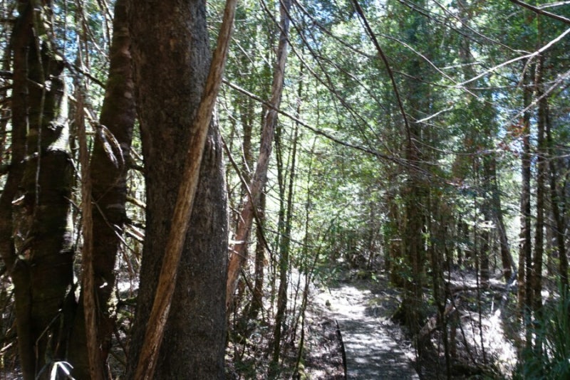 /9/ 타즈매니아 오버랜드 트레킹 5일 - Narcissus hut에서 Echo point hut : 네이버 블로그