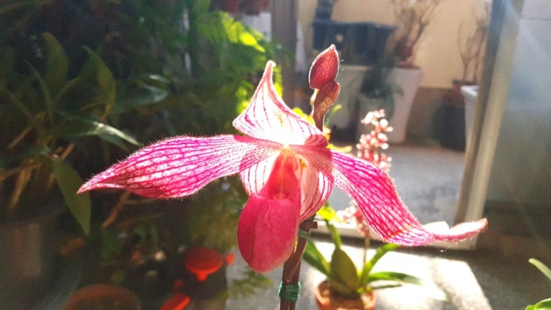 Paphiopedilum Delrosi (파피오페딜럼 델로시) : 네이버 블로그