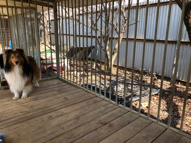 셔틀랜드쉽독 분양은 아이즈오브엔젤 전문견사에서 : 네이버 블로그