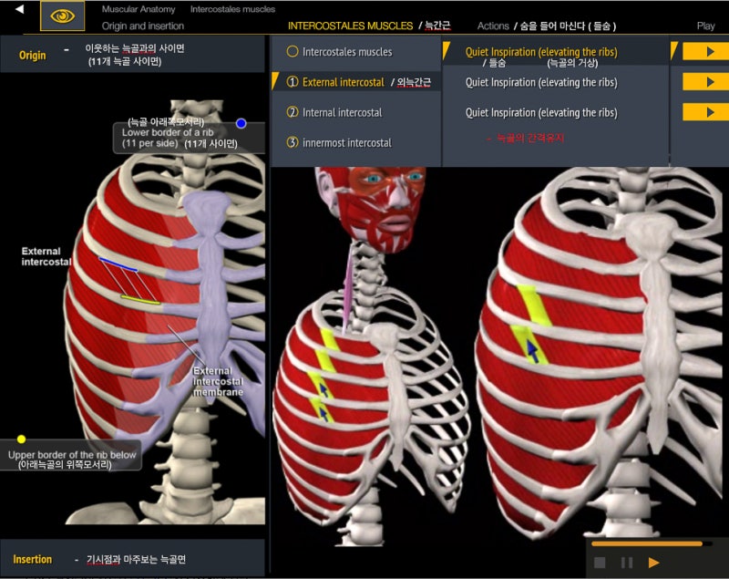 늑간근(Intercostal) 쉽게 보는 해부학 6탄 : 네이버 블로그