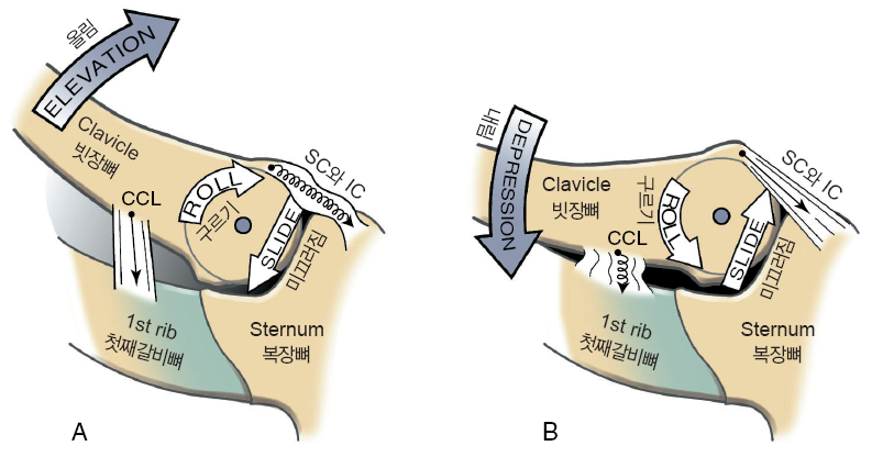 어깨 복합체shoulder Complex의 관절학① 복장빗장관절 Sc Joint 네이버 블로그