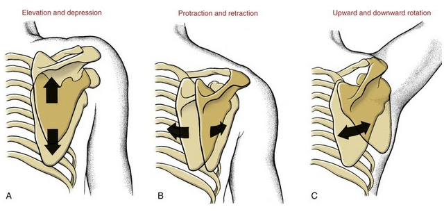 어깨 복합체shoulder Complex의 관절학③ 어깨가슴관절st Joint 네이버 블로그
