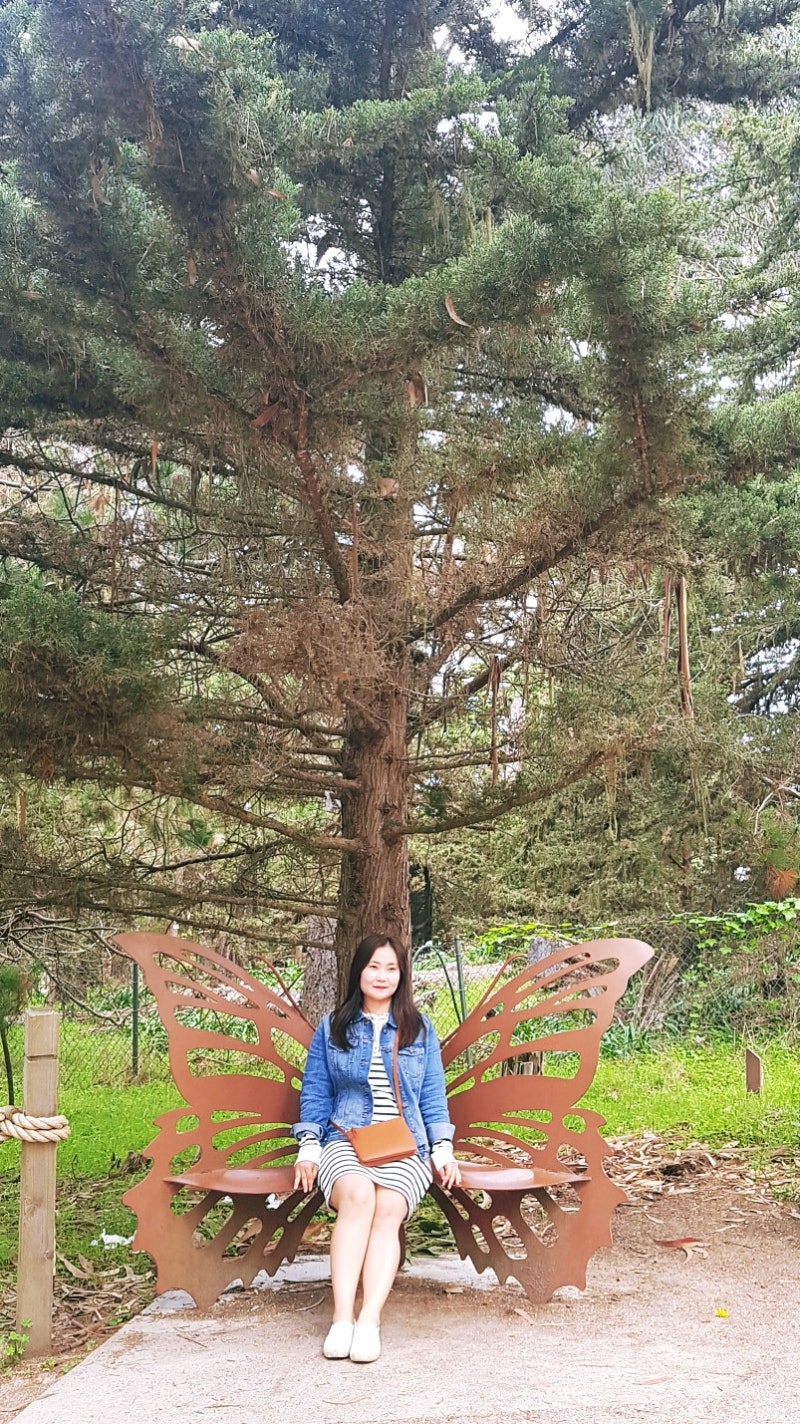 미국여행-몬터레이 모나치 버터플라이 보호구역 : 네이버 블로그