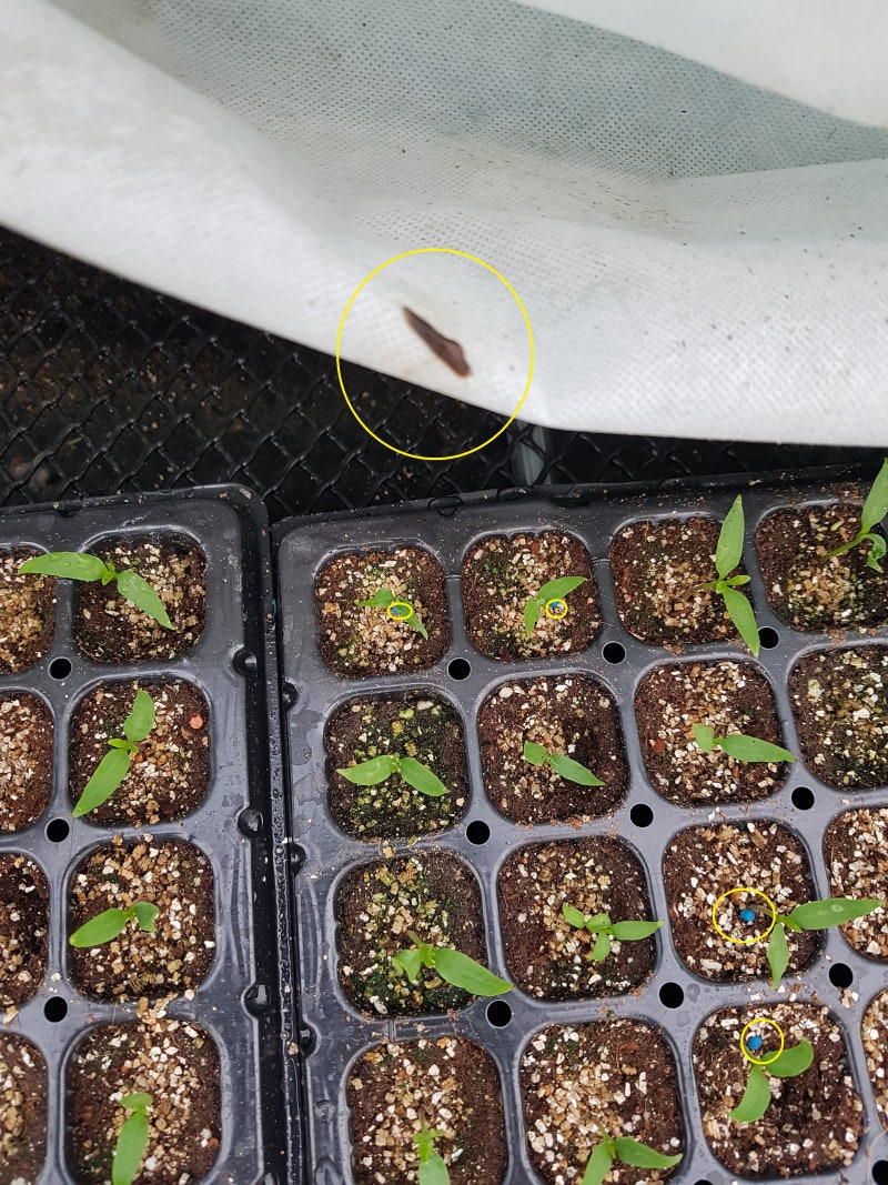 작물의 어린시기에 줄기를 똑똑 잘라 큰 피해를 주는 달팽이 때문에 걱정이 크시죠? : 네이버 블로그