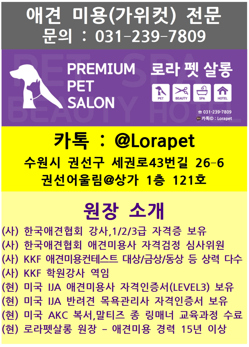 비숑 곰돌이컷 빵빵한 하이바 수원애견미용은 로라펫살롱 네이버 블로그