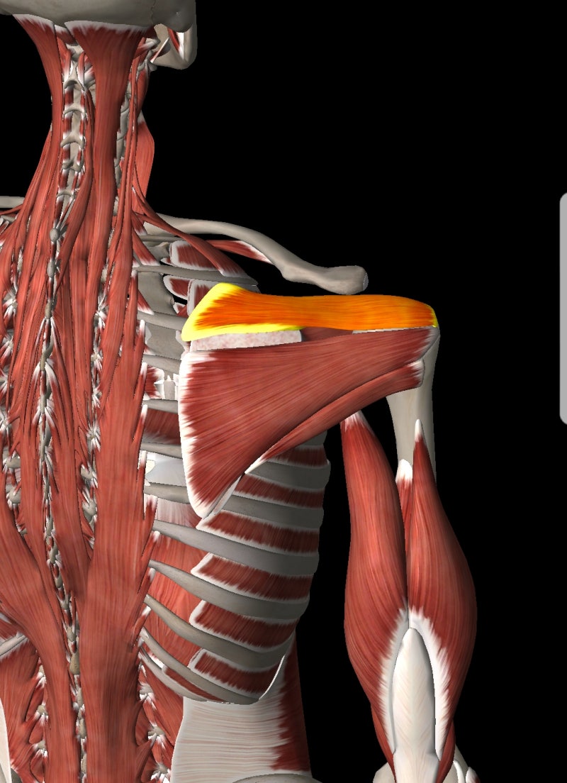 회전근개 근골격 해부학 극상근극하근소원근견갑하근과 훈련 방방법 네이버 블로그
