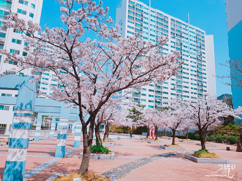 부산 벚꽃 개화 상황 벌써 온천천 수영강 벚꽃 만개함 네이버 블로그