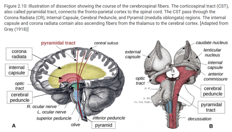 Corona radiata :corticopontine tract, the corticobulbar tract, and the ...