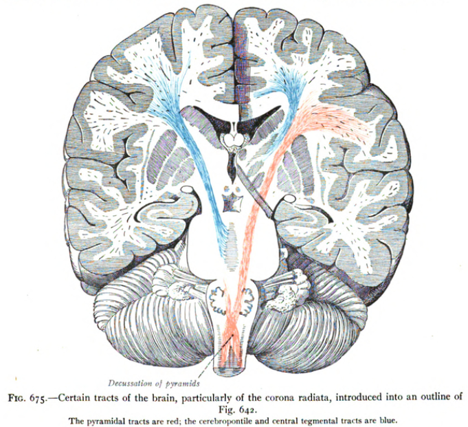 Corona radiata :corticopontine tract, the corticobulbar tract, and the ...