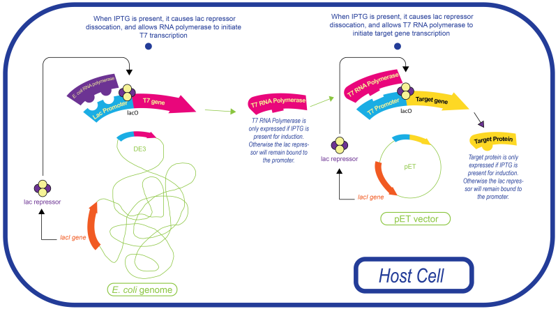 IPTG induction : 네이버 블로그