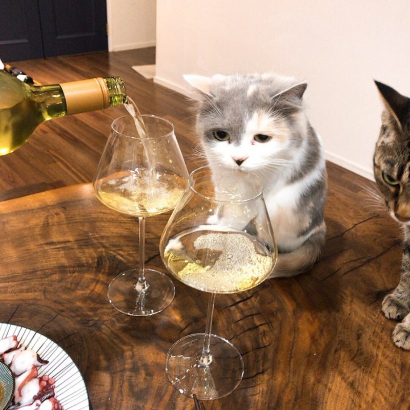 화이트 와인 추천 - Two Eights Sauvignon Blanc Semillon 2011 (투 에잇츠 쇼비뇽블랑 세미용 ...