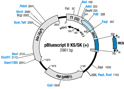[생화학실험] 대표적인 생화학 실험 : 네이버 블로그