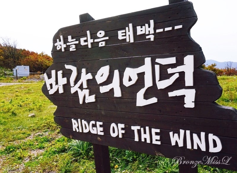 태백 가볼만한곳 매봉산 바람의언덕and삼수령 그리고 자작나무 네이버 블로그