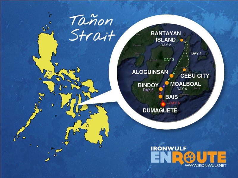 세부 스노클링 자이언트 거북 정어리떼와 수영하다 : 네이버 블로그