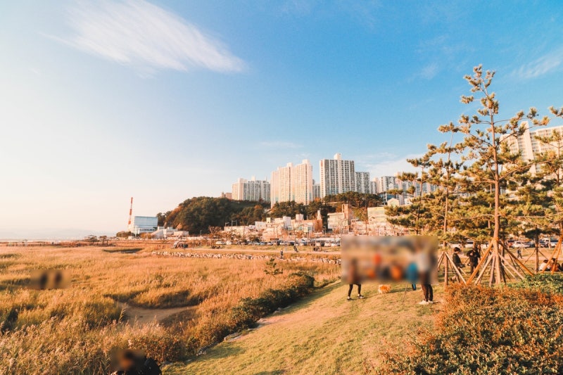 부산 가볼만한 곳 다대포 갈대밭과 다대포 일몰 행복했던 순간 네이버 블로그