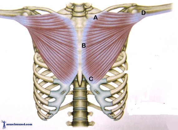 근육 큰가슴근대흉근 Pectoralis Major 네이버 블로그