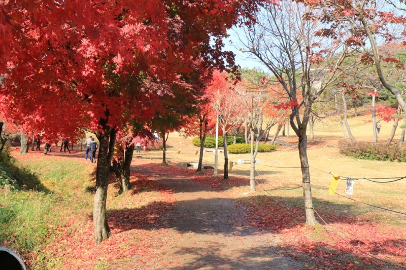 청주 가볼만한곳 천년 역사가 흐르는 상당산성 오색단풍이 아름다운 상당산성 둘레길 걸으며 힐링~ 네이버 블로그