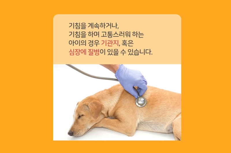 강아지 기침과 증상으로 예상가능한 질병은 무엇이 있을까요 폐질환심장병 네이버 블로그