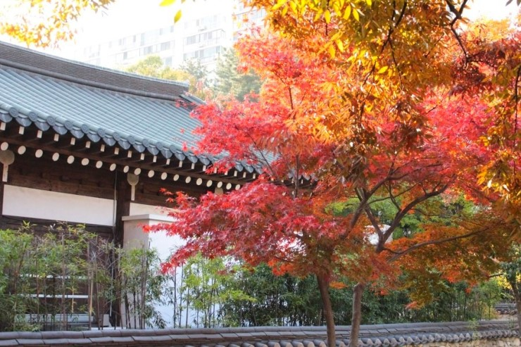 대구 단풍사진 찍기 좋은 곳 달서구 단풍명소 추천 월곡역사공원과 월광수변공원 가을빛으로 채색된 공원의 풍경 네이버 블로그