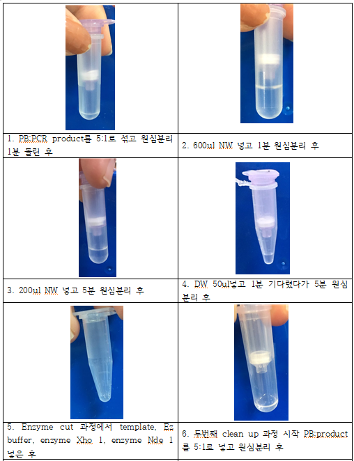 [생명과학전공실험] DN clean up, Enzyme cut(NdeI, XhoI), Ligation (Gibson ...