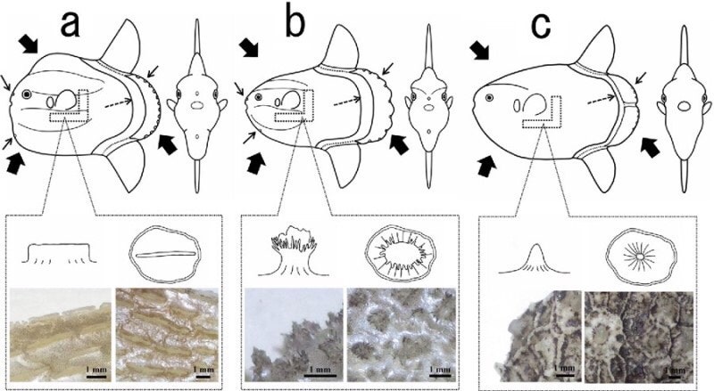 개복치(Sunfish)[Mola sp] : 네이버 블로그