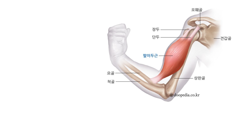 상완이두근건염 어깨통증 위팔두갈래근 Biceps Brachii Muscle 네이버 블로그