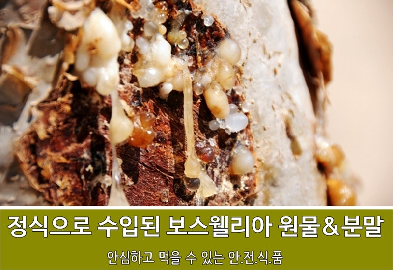 보스웰리아 효능 높여줄 복용법 연골엔 유향 분말 네이버 블로그