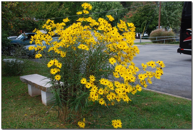 골든피라밋 Helianthus salicifolius 'first light' : 네이버 블로그