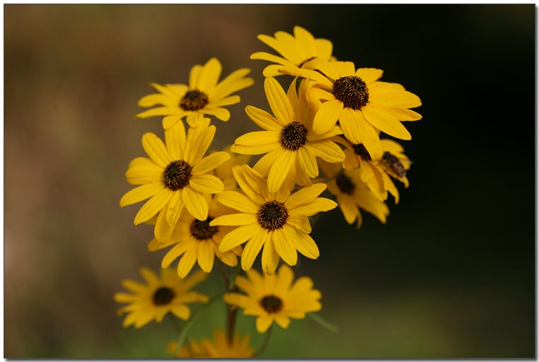 골든피라밋 Helianthus salicifolius 'first light' : 네이버 블로그