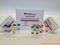 [Cell Proliferation Kits/EdU Cell Proliferation Kits/EdU in vivo Kits ...