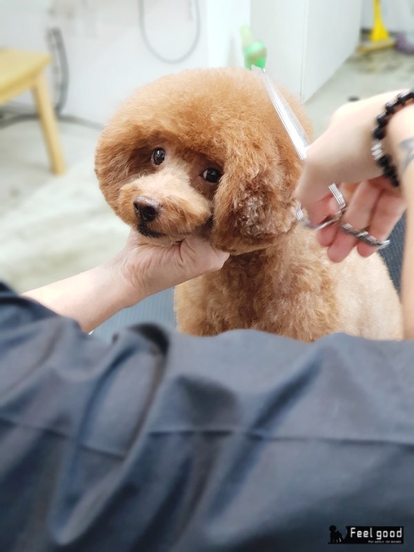 Feel Good 운정 애견미용파주 애견미용일산 애견미용덕이동 애견미용금촌 애견미용 애견미용실 푸딩 네이버 블로그