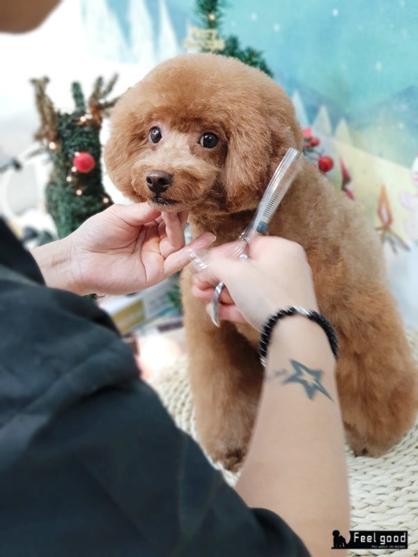 Feel Good 운정 애견미용파주 애견미용일산 애견미용덕이동 애견미용금촌 애견미용 애견미용실 푸딩 네이버 블로그