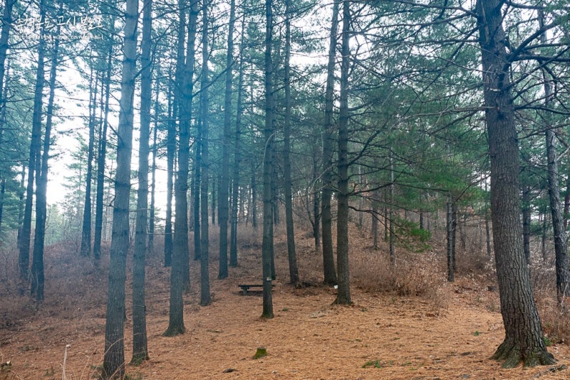 도심에서 가까운 힐링공간 청주 옥화자연휴양림 네이버 블로그
